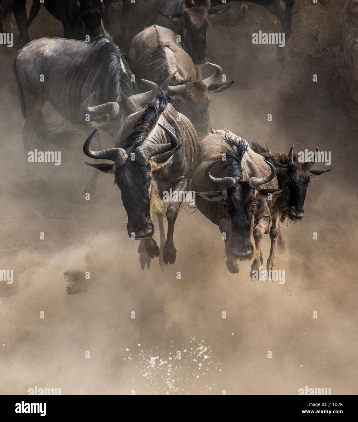 Wildebeest jumping into Mara River. Great Migration. Kenya. Tanzania ...