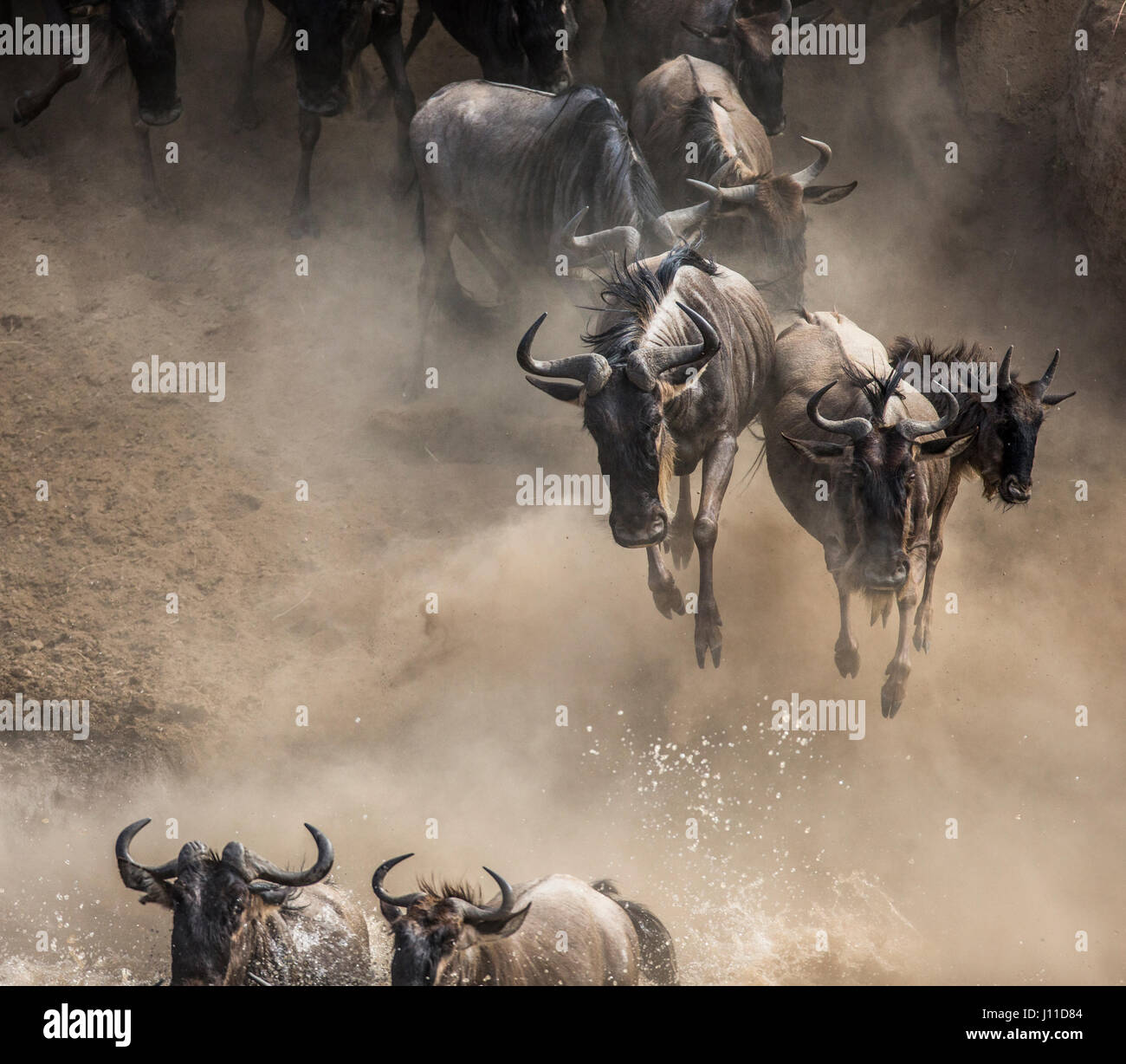 Wildebeest jumping into Mara River. Great Migration. Kenya. Tanzania ...