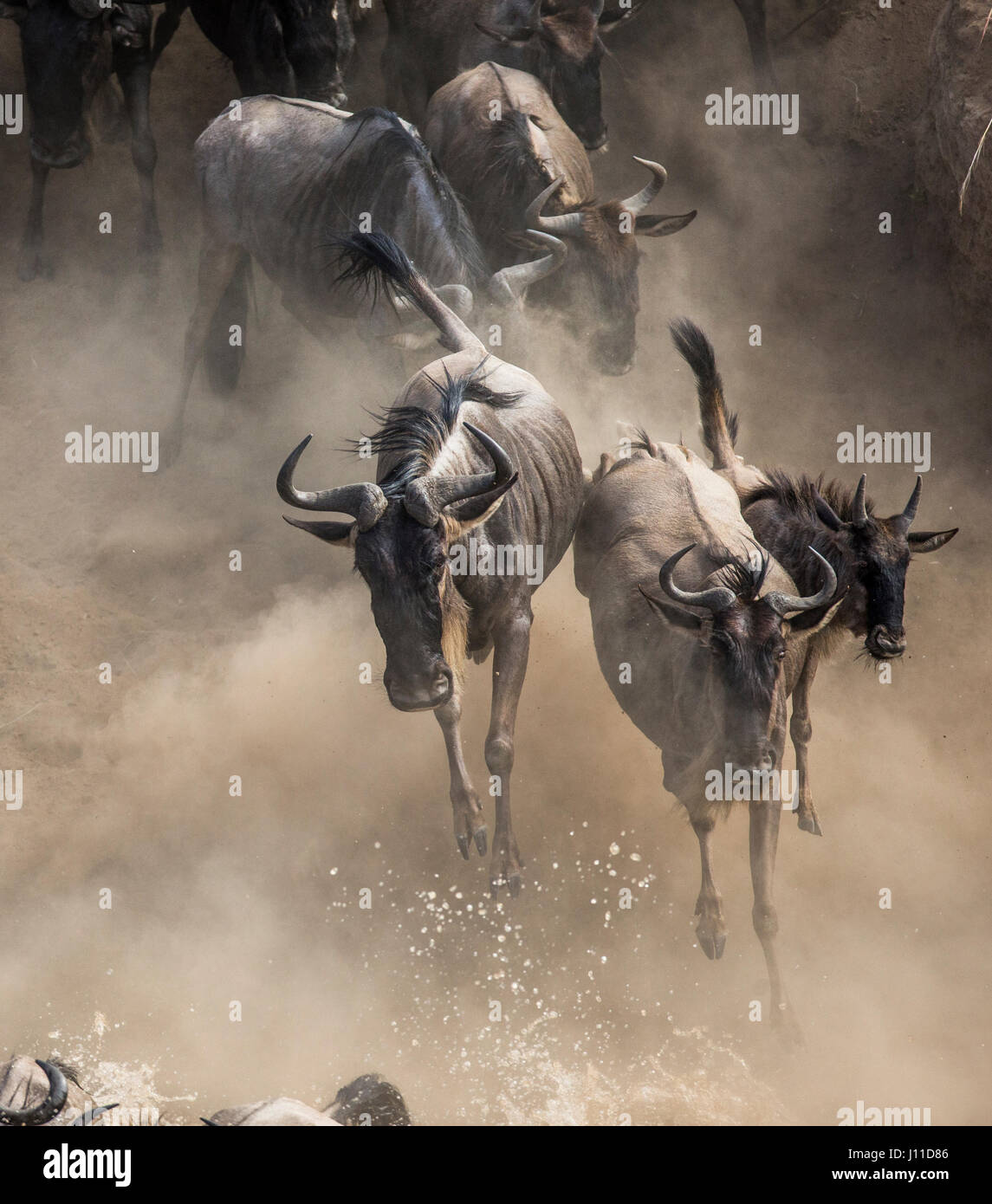 Wildebeest jumping into Mara River. Great Migration. Kenya. Tanzania ...