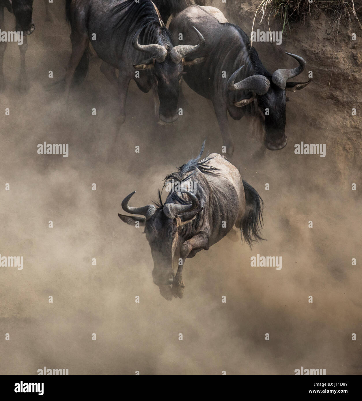 Wildebeest jumping into Mara River. Great Migration. Kenya. Tanzania ...