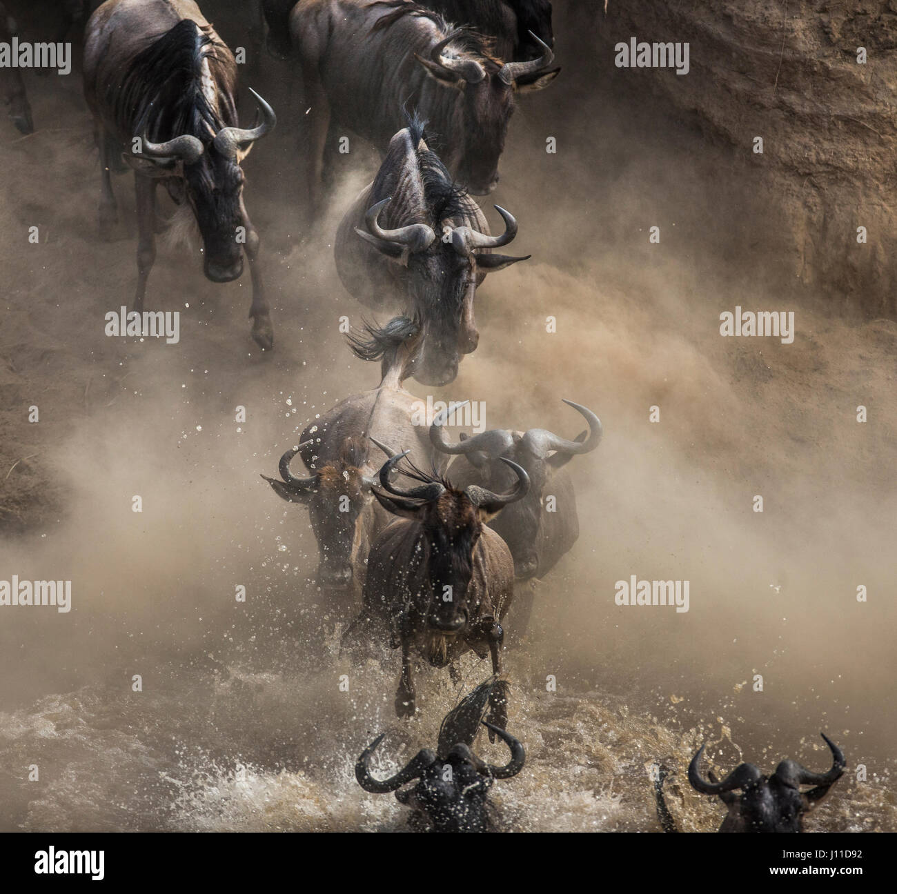 Wildebeest jumping into Mara River. Great Migration. Kenya. Tanzania. Masai Mara National Park ...