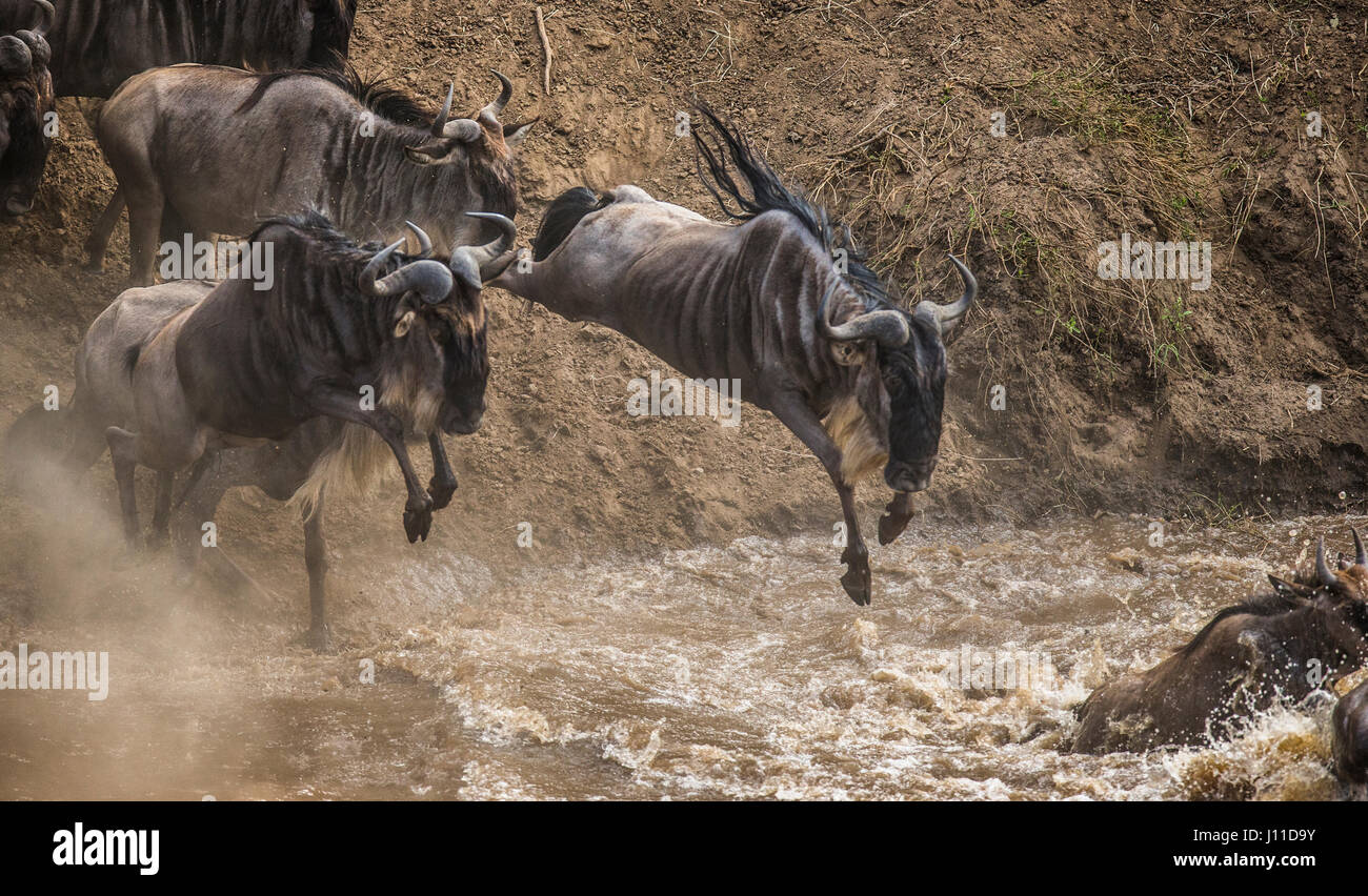 Wildebeest jumping into Mara River. Great Migration. Kenya. Tanzania ...
