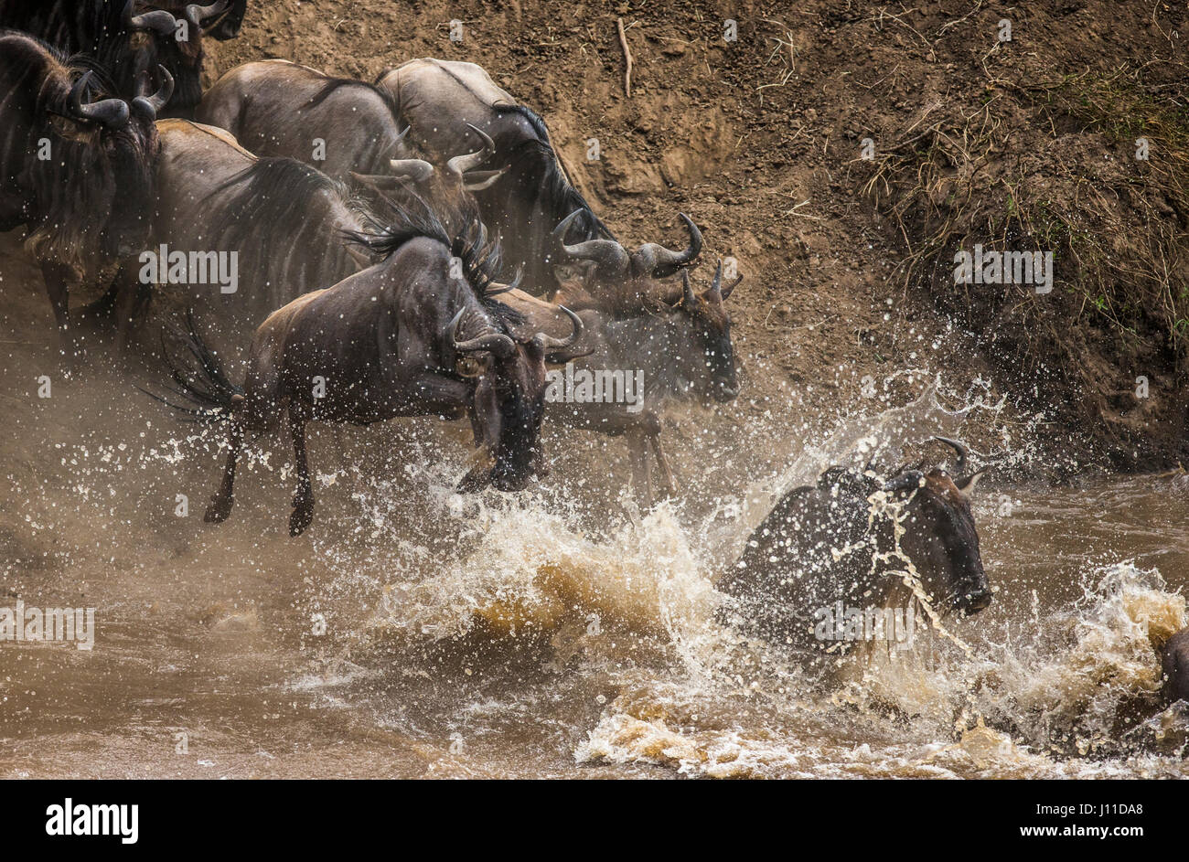 Wildebeest jumping into Mara River. Great Migration. Kenya. Tanzania ...