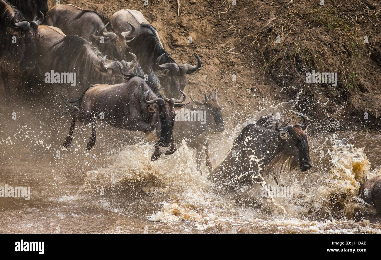Wildebeest jumping into Mara River. Great Migration. Kenya. Tanzania ...