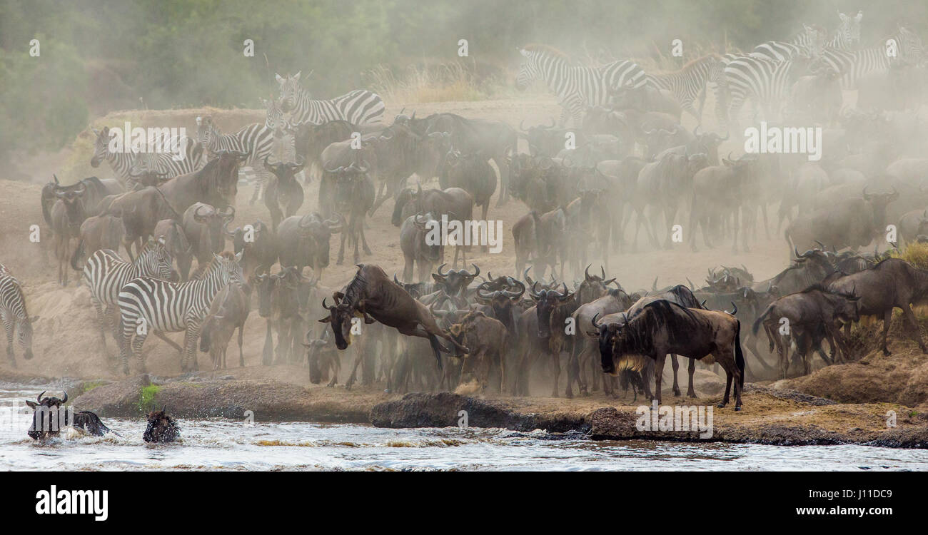 Wildebeest jumping into Mara River. Great Migration. Kenya. Tanzania ...