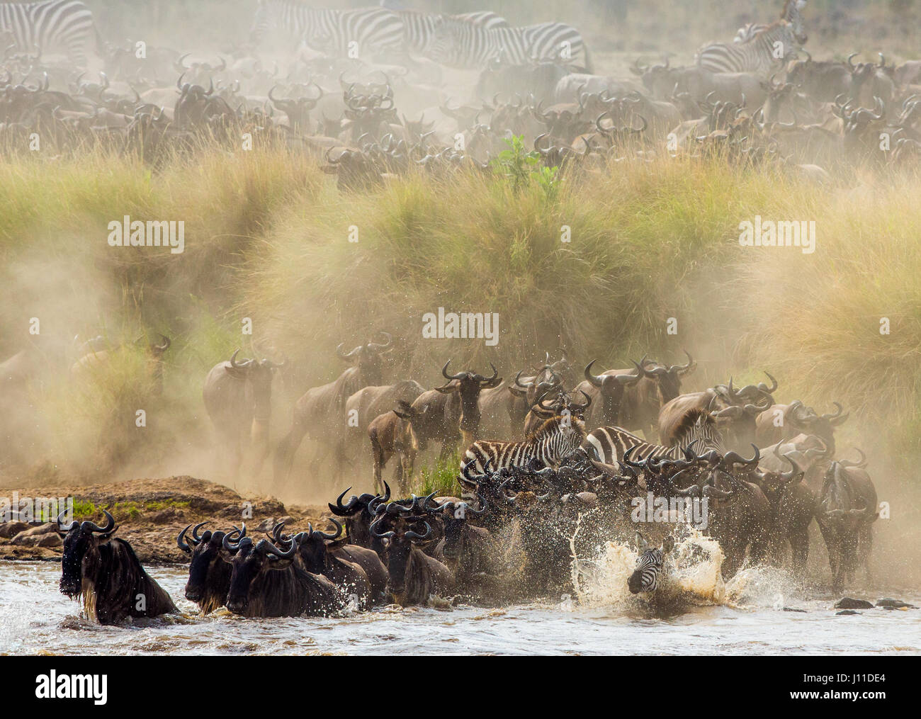 Wildebeests are crossing Mara river. Great Migration. Kenya. Tanzania ...