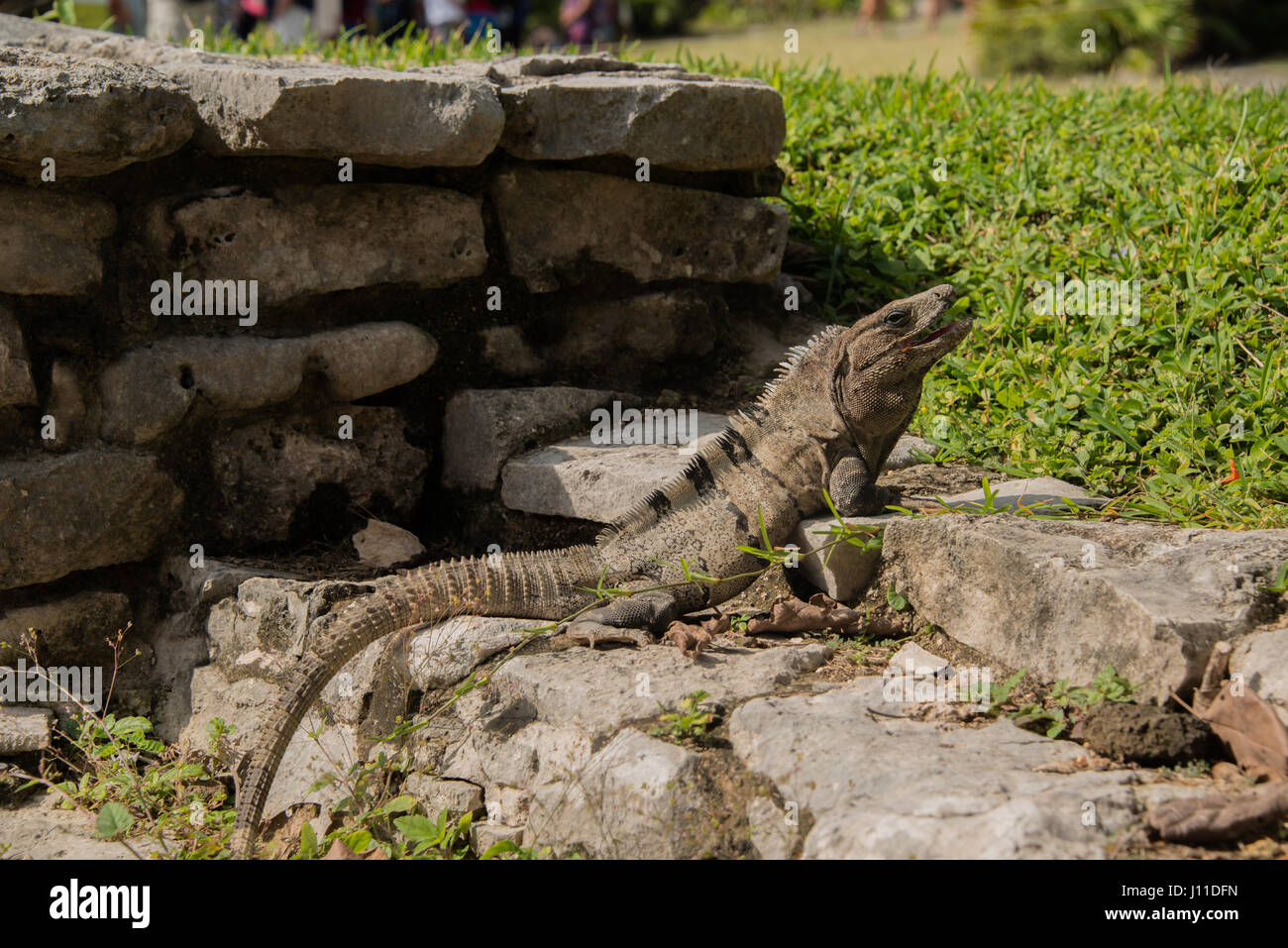 Large striped iguana with long tail on Tulum Ruins in Mexico Stock ...