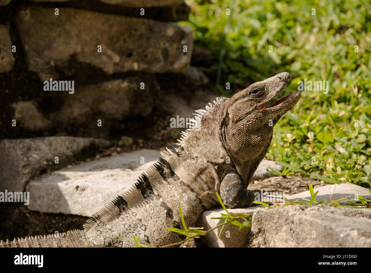 Large striped iguana closeup on Tulum ruins in Mexico Stock Photo - Alamy