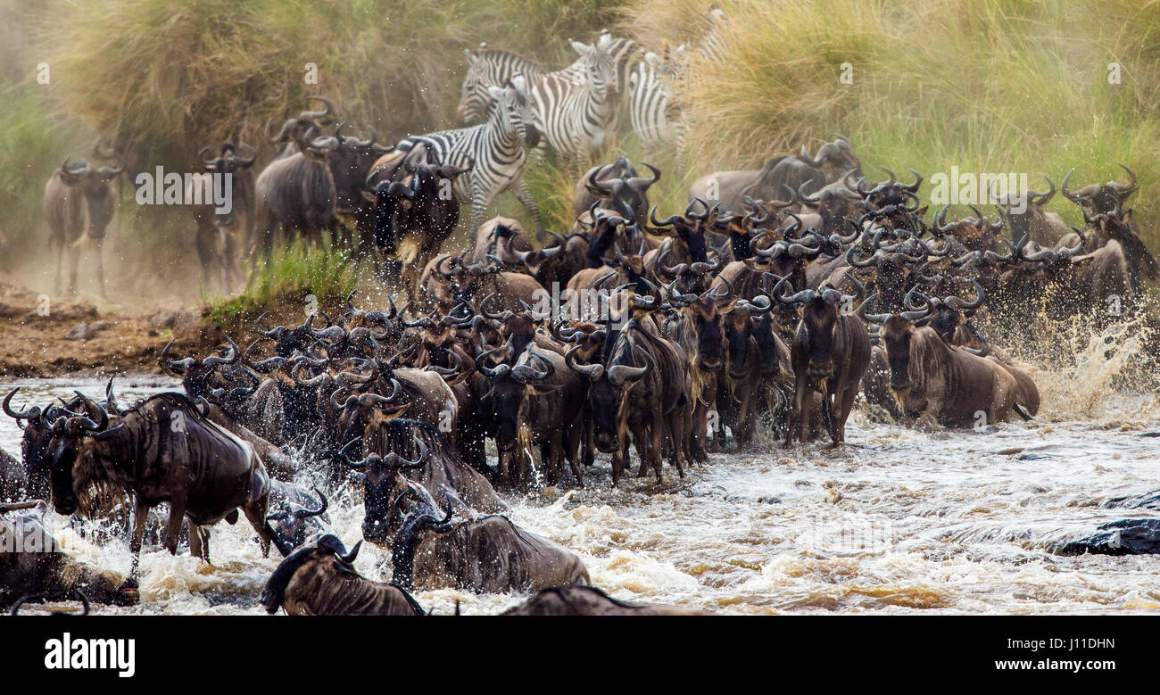 Wildebeests are crossing Mara river. Great Migration. Kenya. Tanzania ...