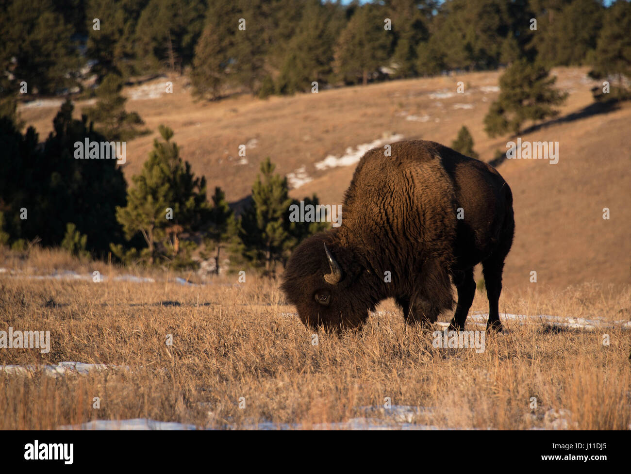 Buffalo hump hi-res stock photography and images - Alamy