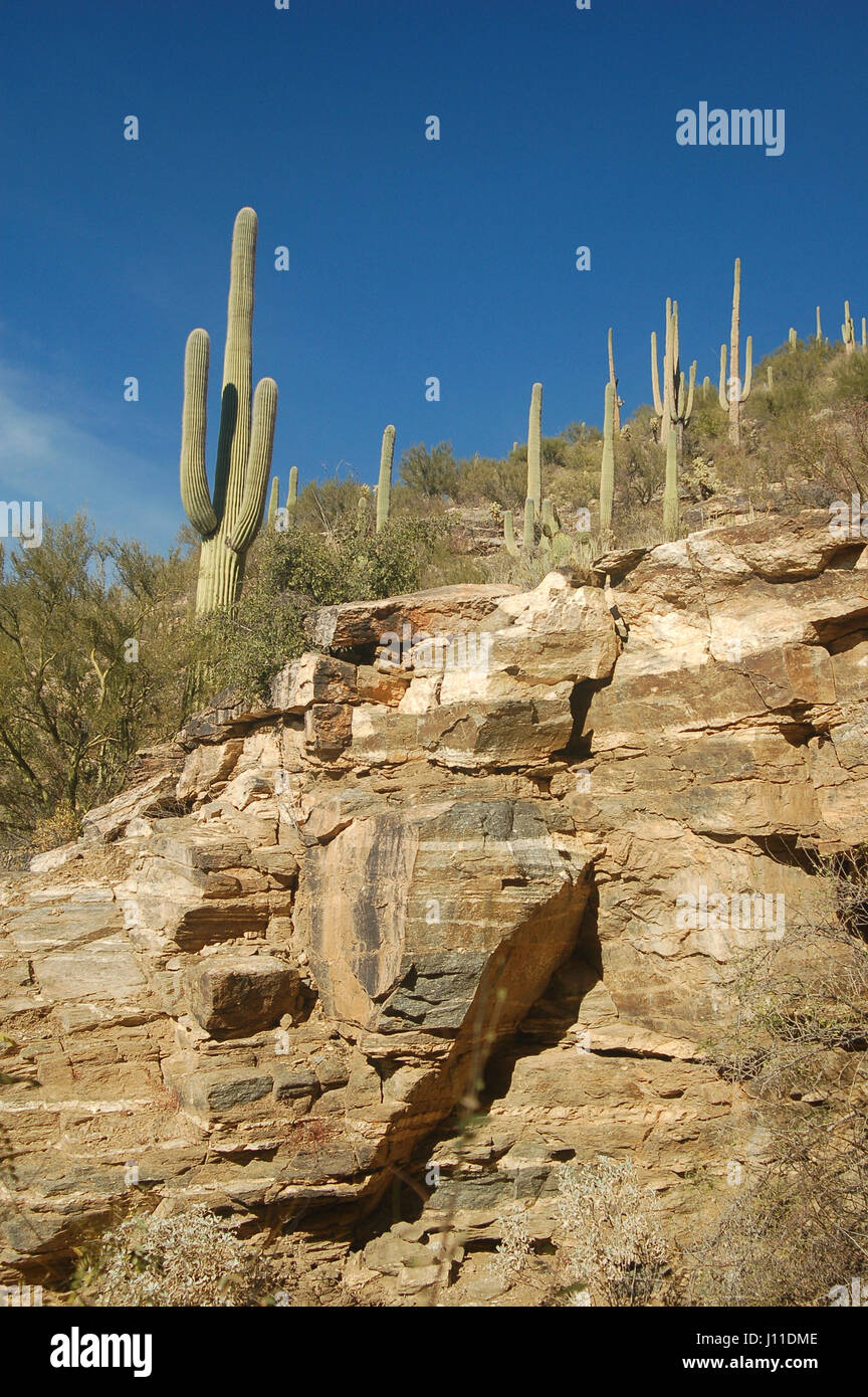 Saguaro cactus look like soldiers marching up a rocky desert cliff in ...