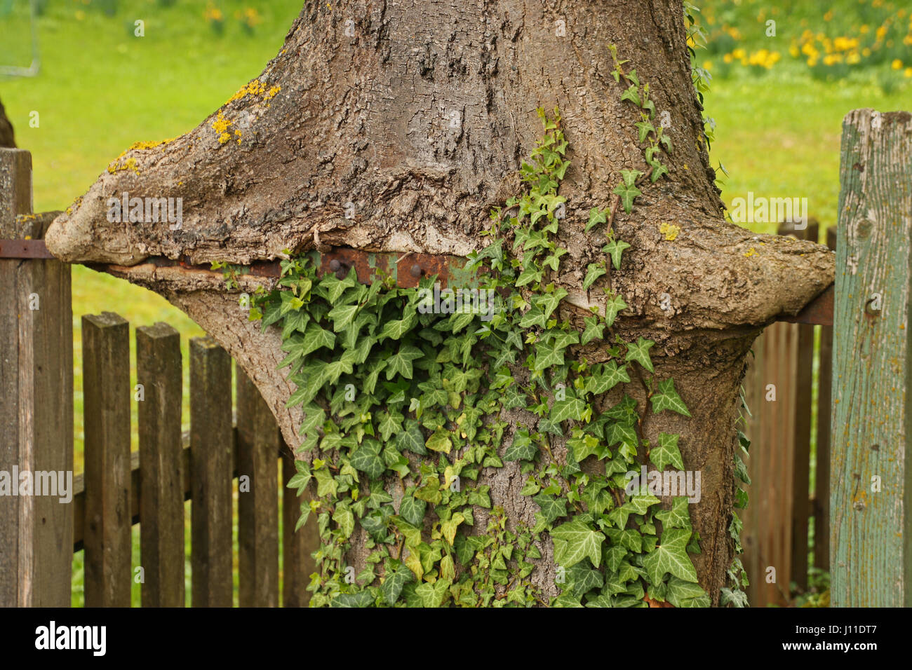 metal fence clasped by a tree Stock Photo - Alamy