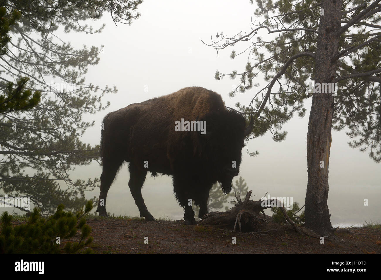 Bison standing in thick morning fog in Yellowstone National Park Stock ...
