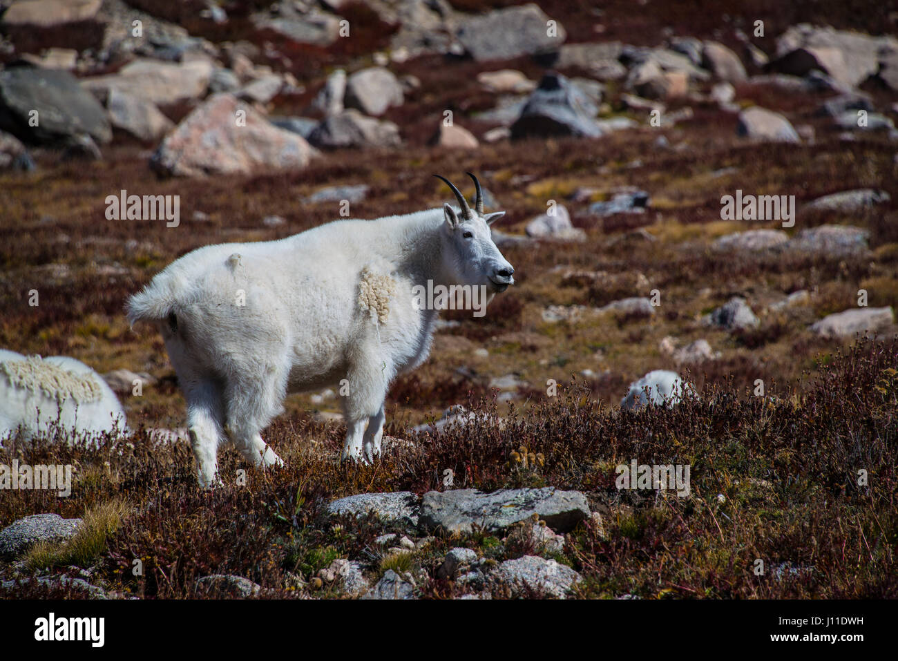 White mountain goat high on tundra of Mount Evans in Colorado Stock ...