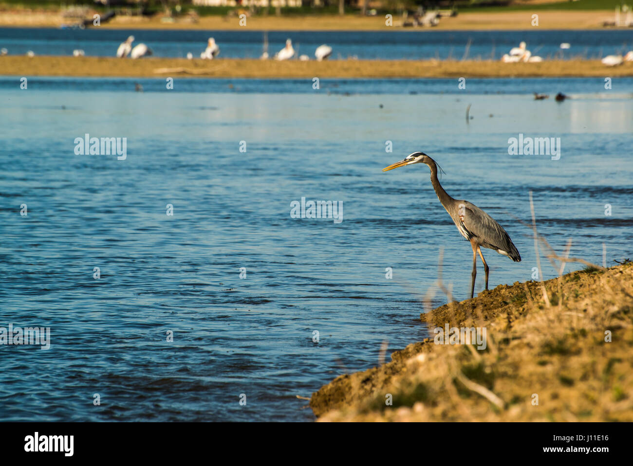 wading and fishing along a lakeshore Stock Photo - Alamy