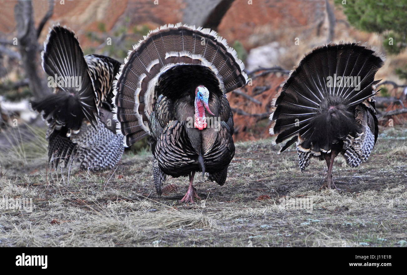 Three wild turkey gobblers display their tail feathers during courting ...