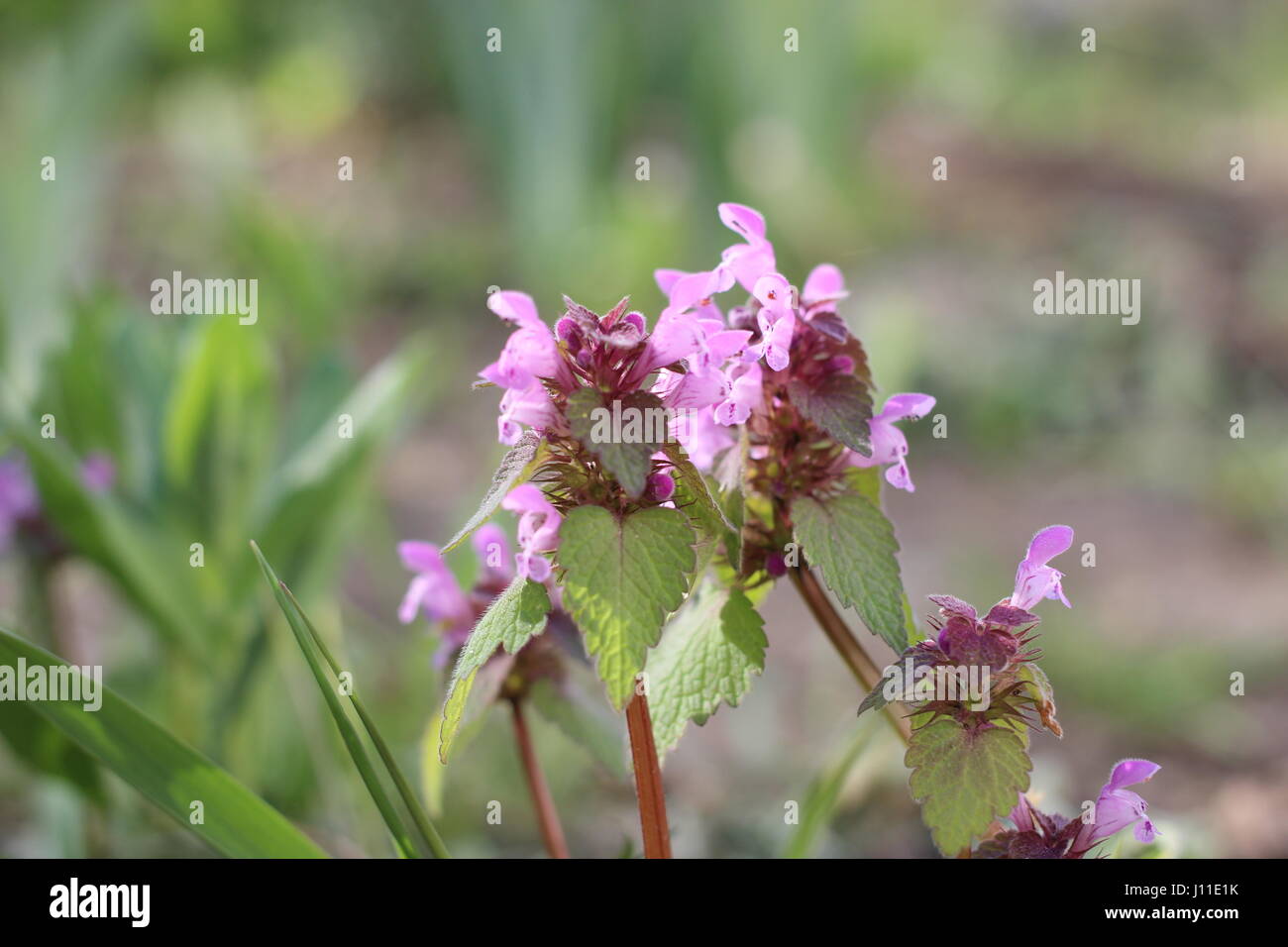 The inflorescence of small flowers on a background of blurred green ...