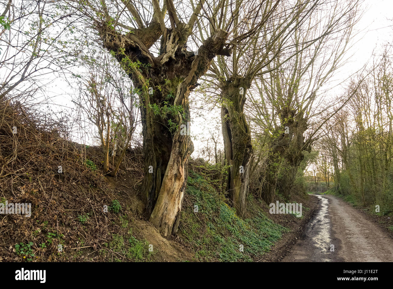 Sunken lane, also hollow way, holloway Sittard Kollenberg, in Province ...
