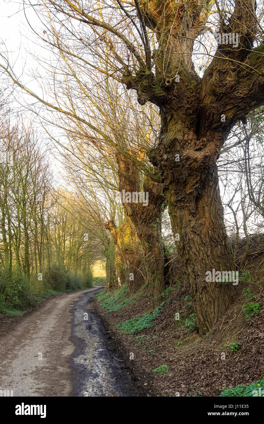 Sunken lane, also hollow way, holloway Sittard Kollenberg, in Province ...