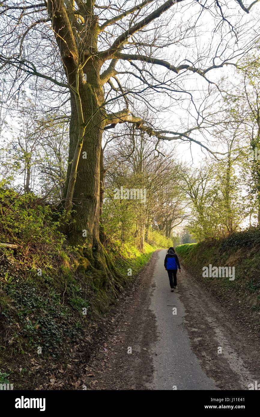 Sunken lane, also hollow way, holloway Sittard Kollenberg, in Province ...