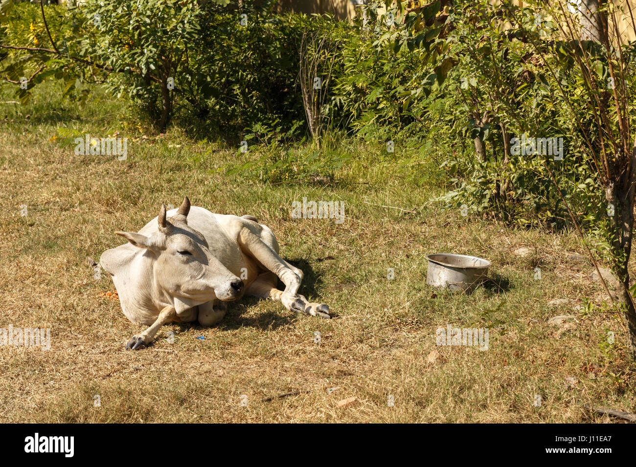 White cow with horns india hi-res stock photography and images - Alamy