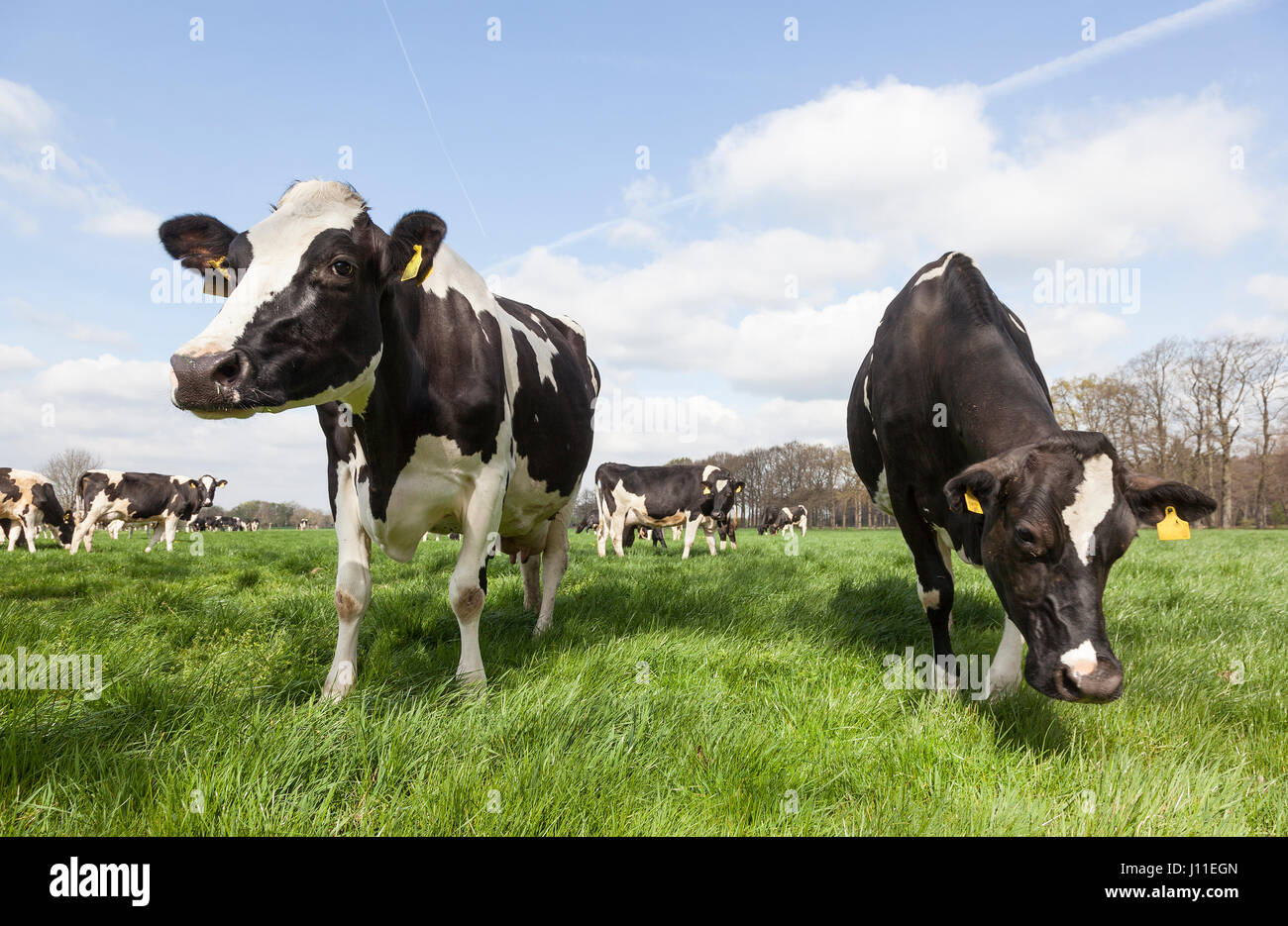 closeup of black and white cows in dutch meadow on sunny spring day in ...