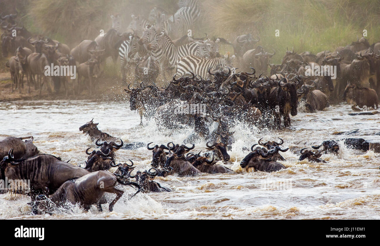 Wildebeests are crossing Mara river. Great Migration. Kenya. Tanzania ...