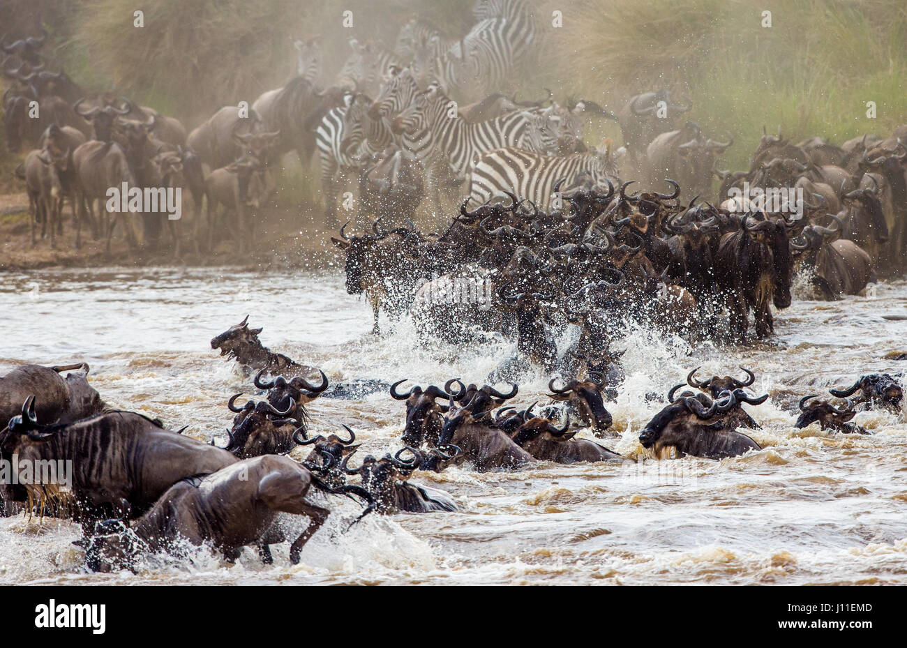 Wildebeests are crossing Mara river. Great Migration. Kenya. Tanzania ...