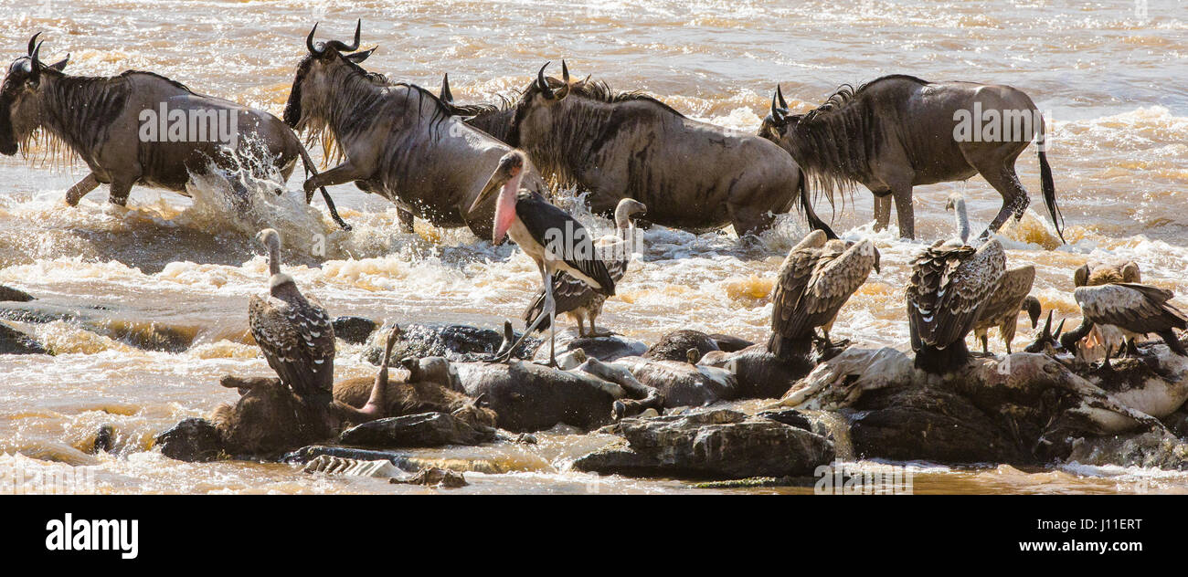 Wildebeests are crossing Mara river. Great Migration. Kenya. Tanzania ...