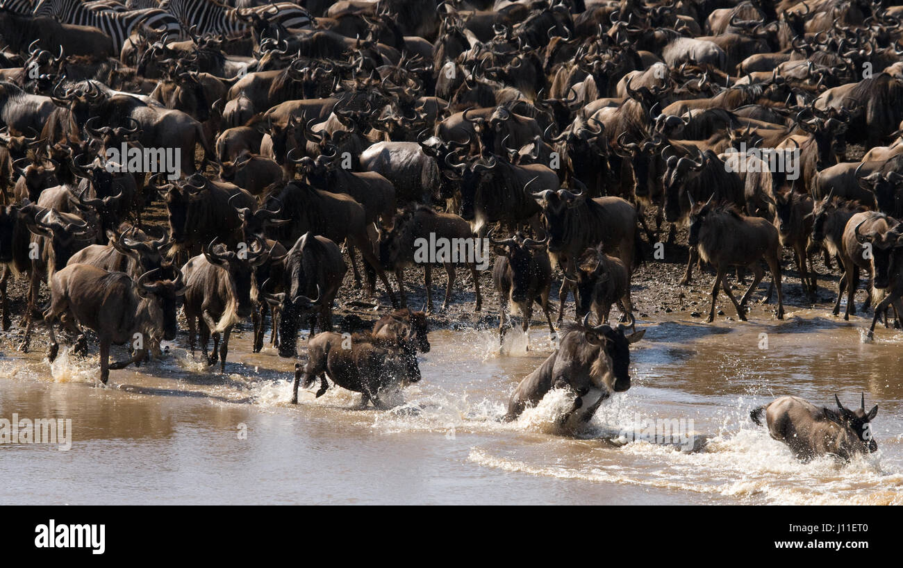 Wildebeests are crossing Mara river. Great Migration. Kenya. Tanzania ...