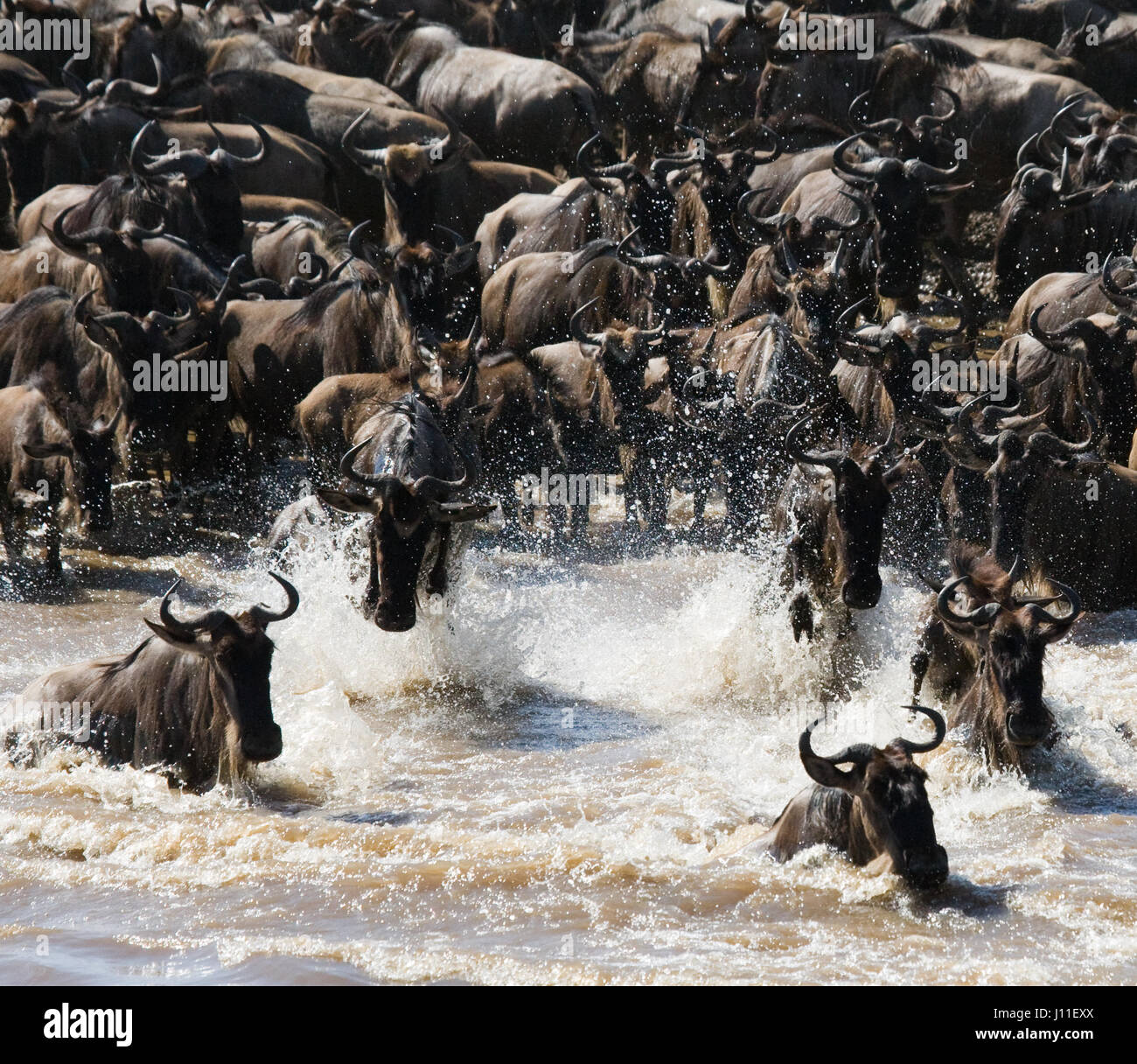 Wildebeests are crossing Mara river. Great Migration. Kenya. Tanzania ...