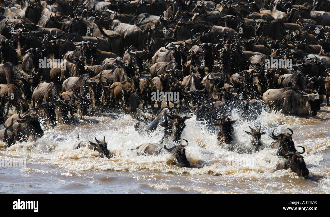 Wildebeests are crossing Mara river. Great Migration. Kenya. Tanzania ...