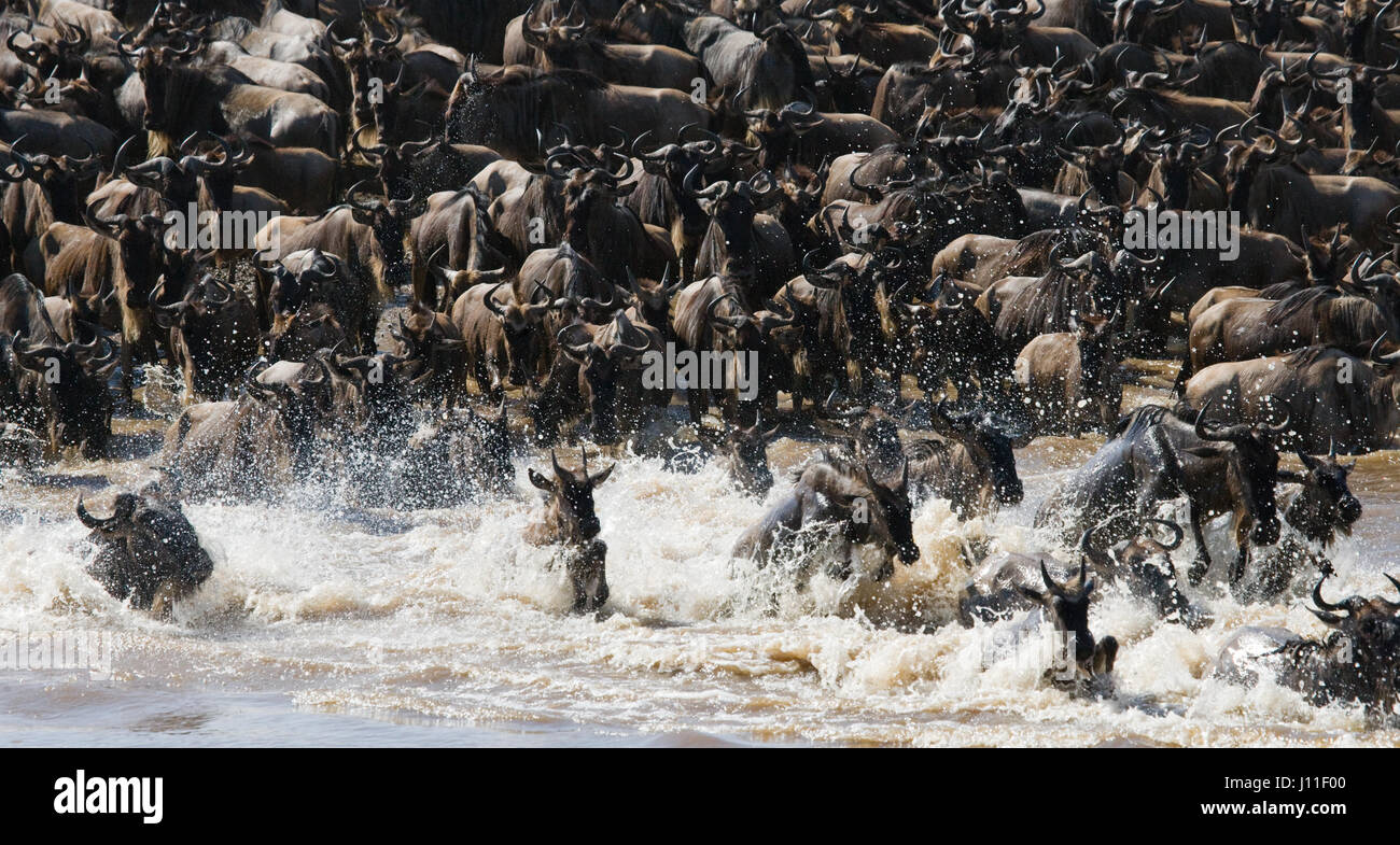 Wildebeests are crossing Mara river. Great Migration. Kenya. Tanzania ...