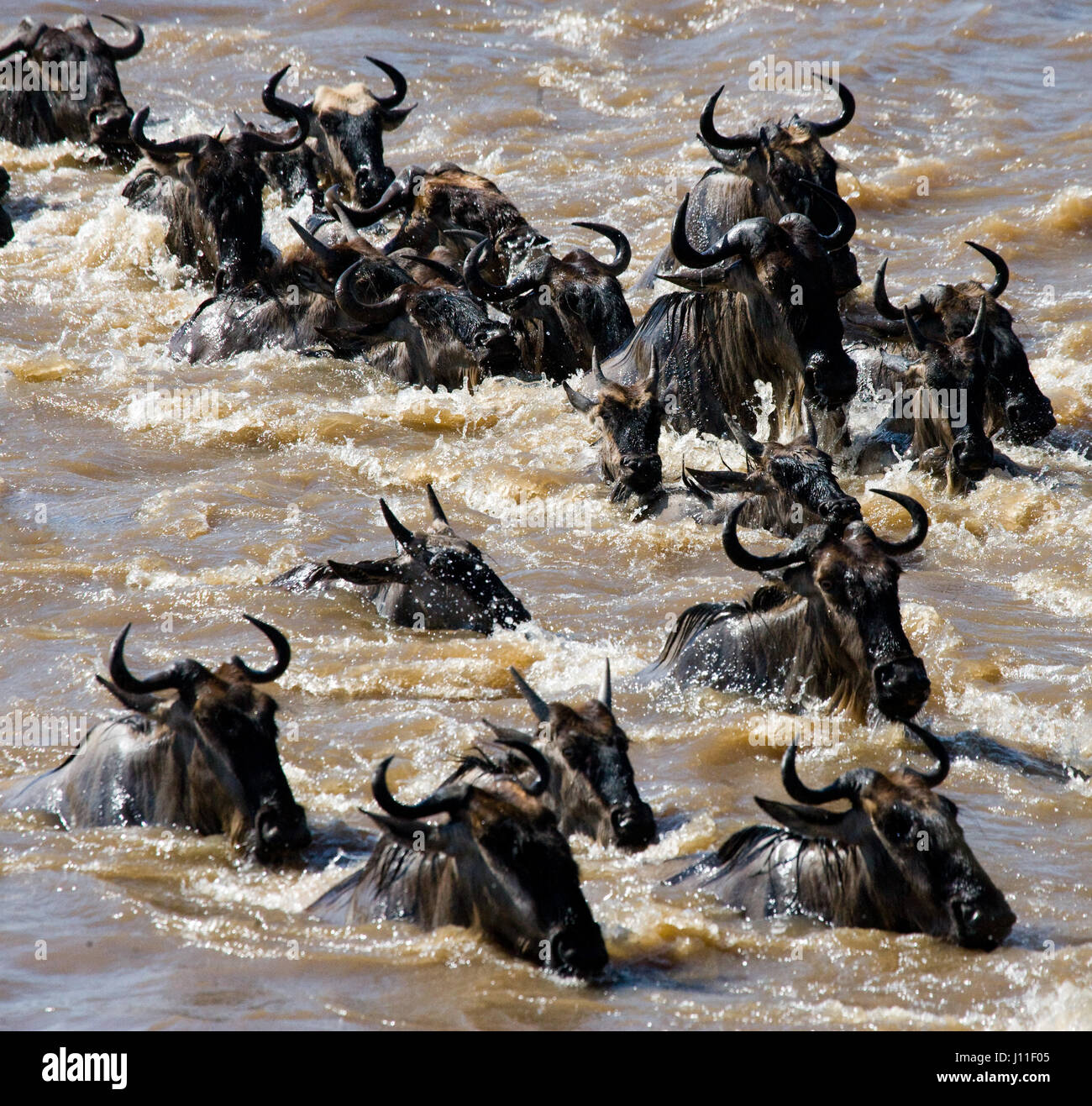 Wildebeests are crossing Mara river. Great Migration. Kenya. Tanzania ...