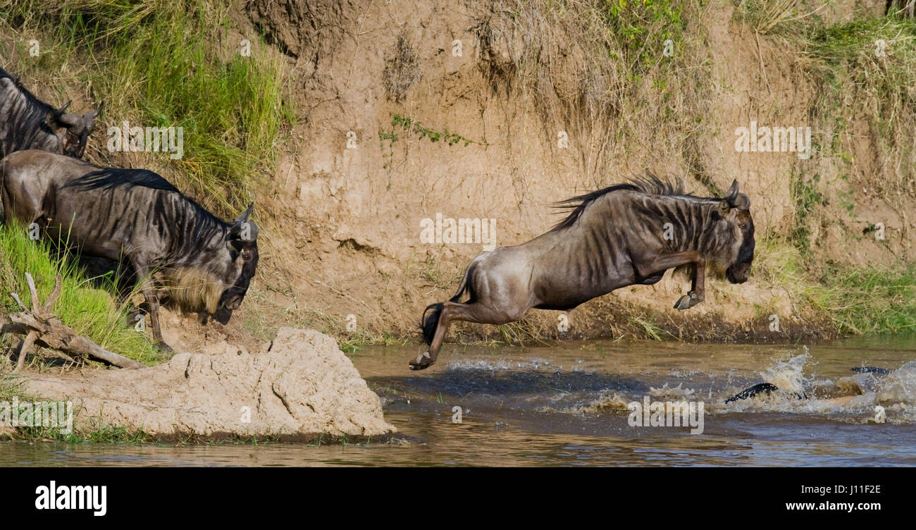 Wildebeest jumping into Mara River. Great Migration. Kenya. Tanzania. Masai Mara National Park ...