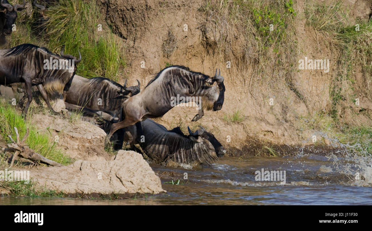 Wildebeest jumping into Mara River. Great Migration. Kenya. Tanzania. Masai Mara National Park ...