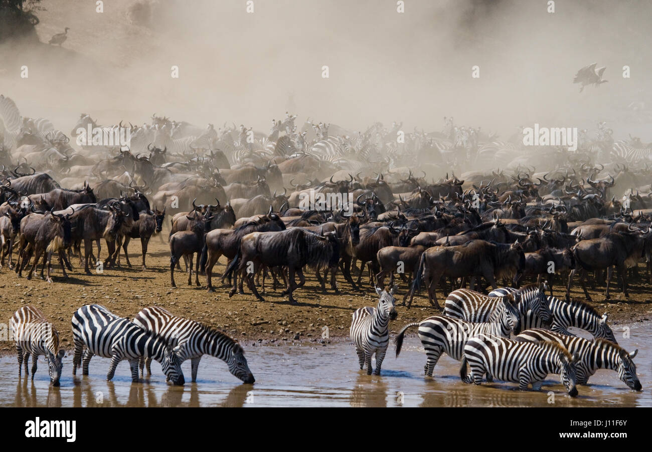 Big herd of wildebeest is about Mara River. Great Migration. Kenya ...