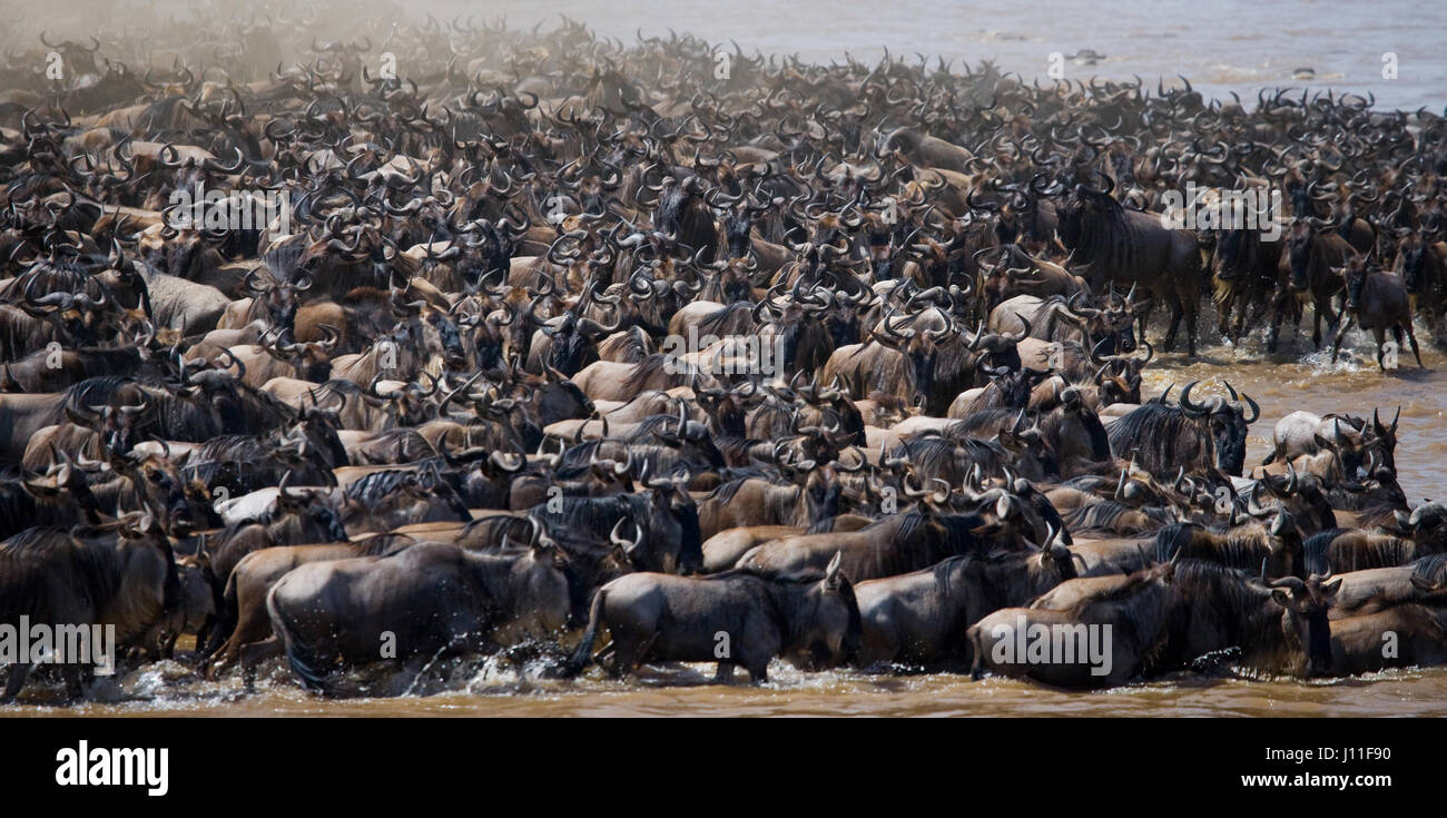 Wildebeests are crossing Mara river. Great Migration. Kenya. Tanzania ...
