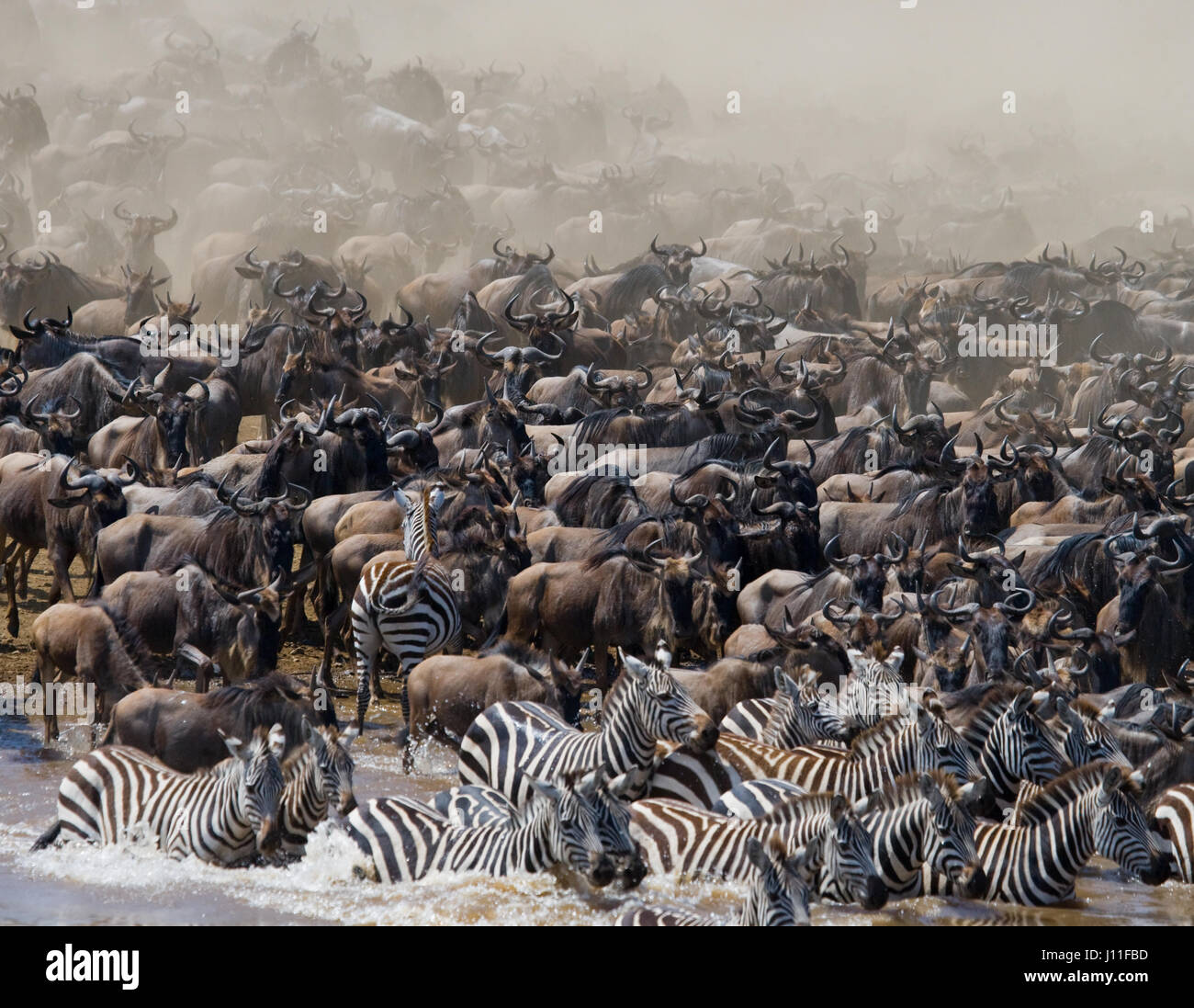 Wildebeests are crossing Mara river. Great Migration. Kenya. Tanzania ...