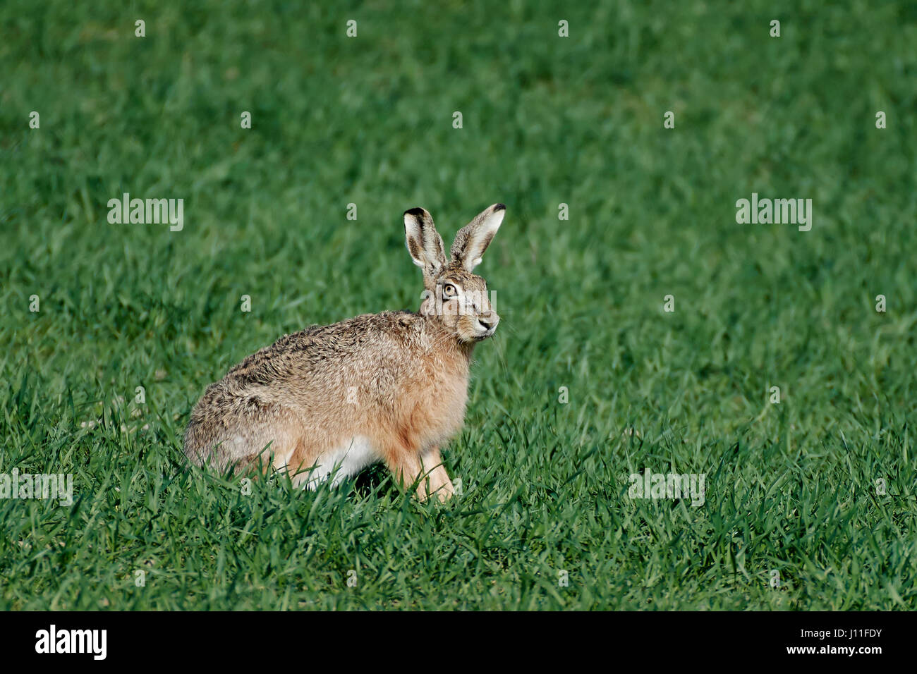 European hare resting in grass in its habitat Stock Photo - Alamy