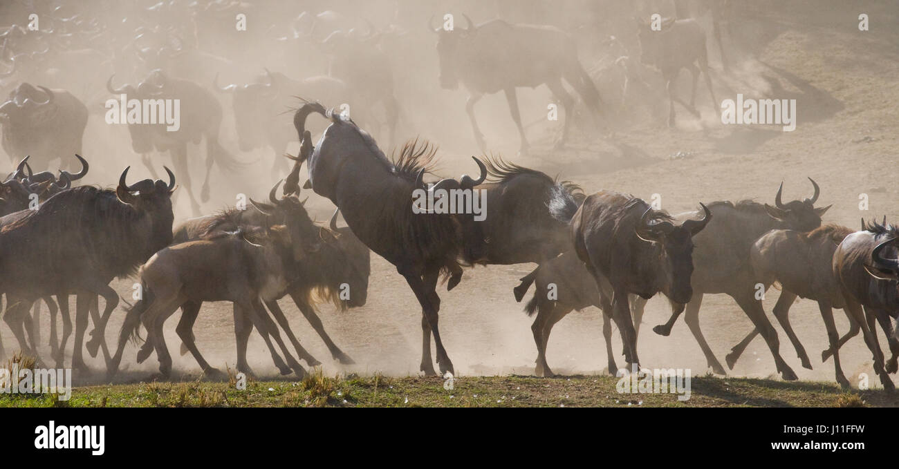Wildebeests running through the savannah. Great Migration. Kenya ...