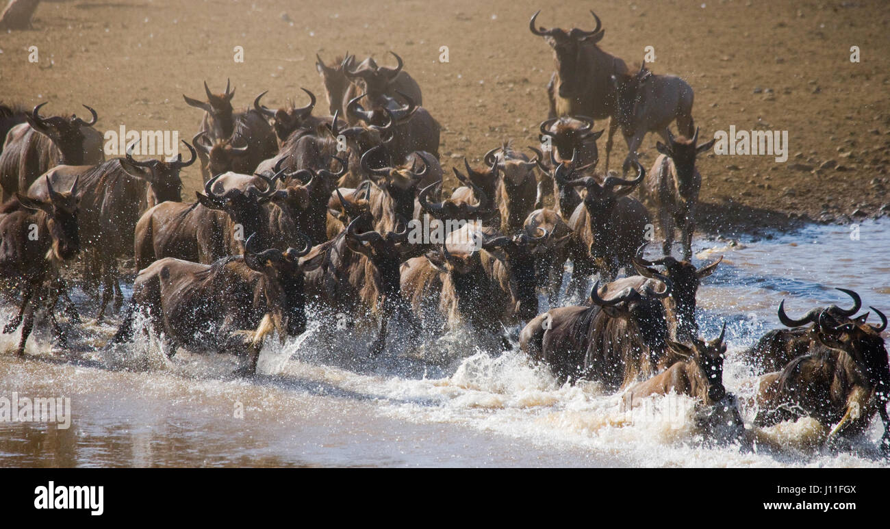 Wildebeests are crossing Mara river. Great Migration. Kenya. Tanzania ...