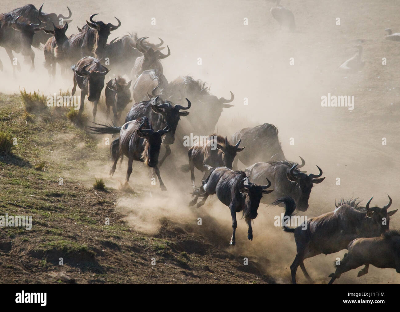 Wildebeests running through the savannah. Great Migration. Kenya ...