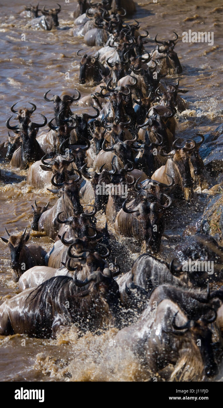 Wildebeests are crossing Mara river. Great Migration. Kenya. Tanzania ...