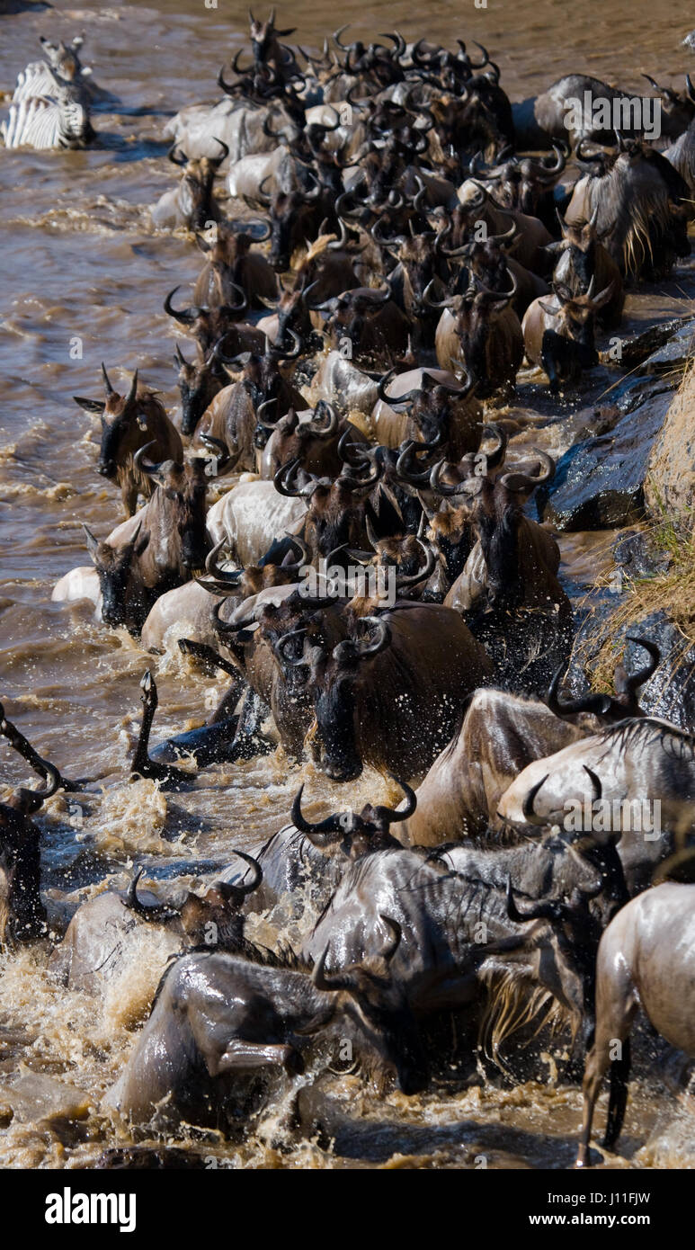 Wildebeests are crossing Mara river. Great Migration. Kenya. Tanzania ...