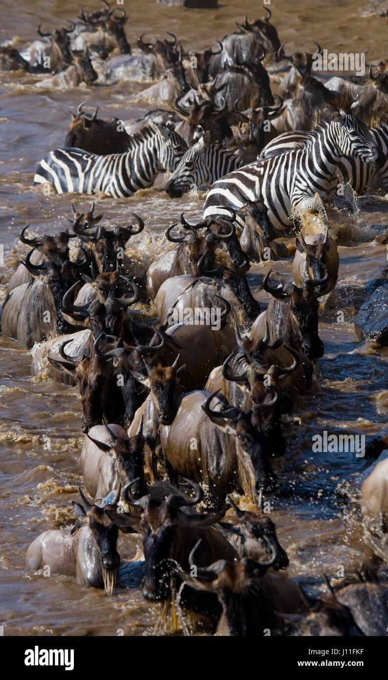 Wildebeests are crossing Mara river. Great Migration. Kenya. Tanzania ...