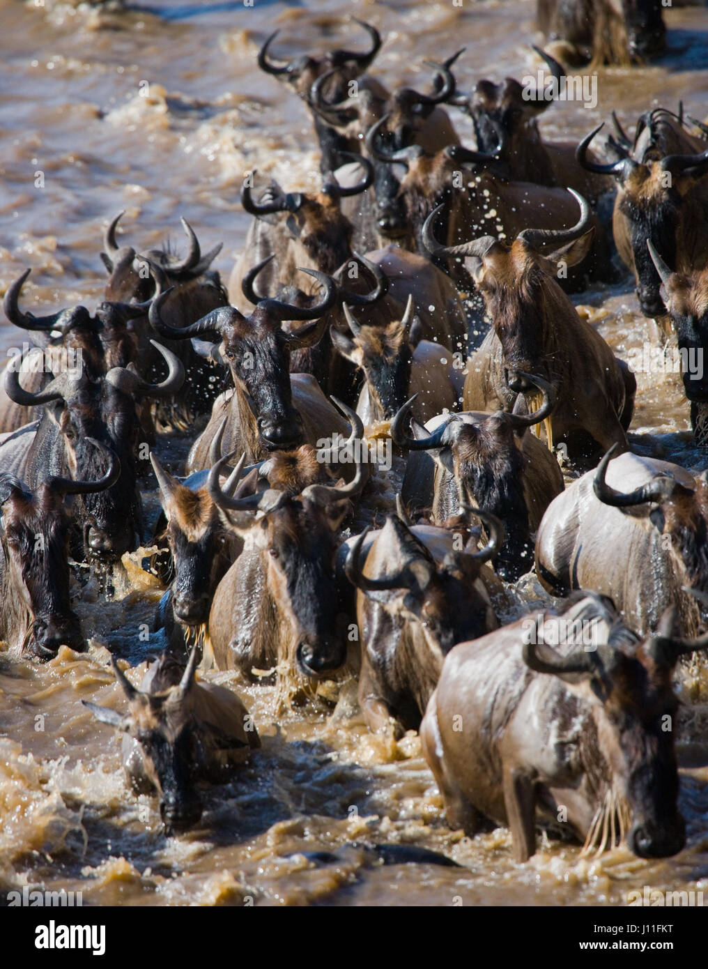 Wildebeests are crossing Mara river. Great Migration. Kenya. Tanzania ...