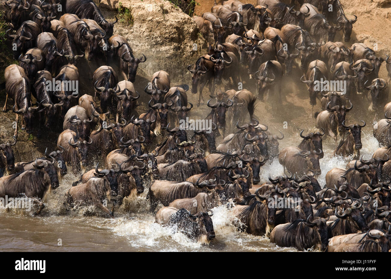 Wildebeests are crossing Mara river. Great Migration. Kenya. Tanzania ...