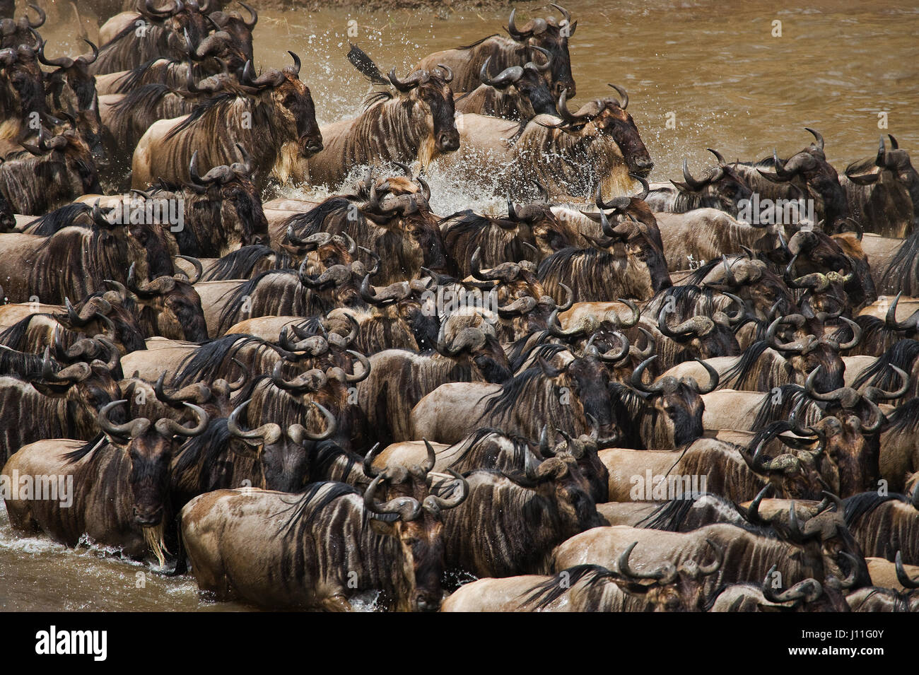 Wildebeests are crossing Mara river. Great Migration. Kenya. Tanzania ...