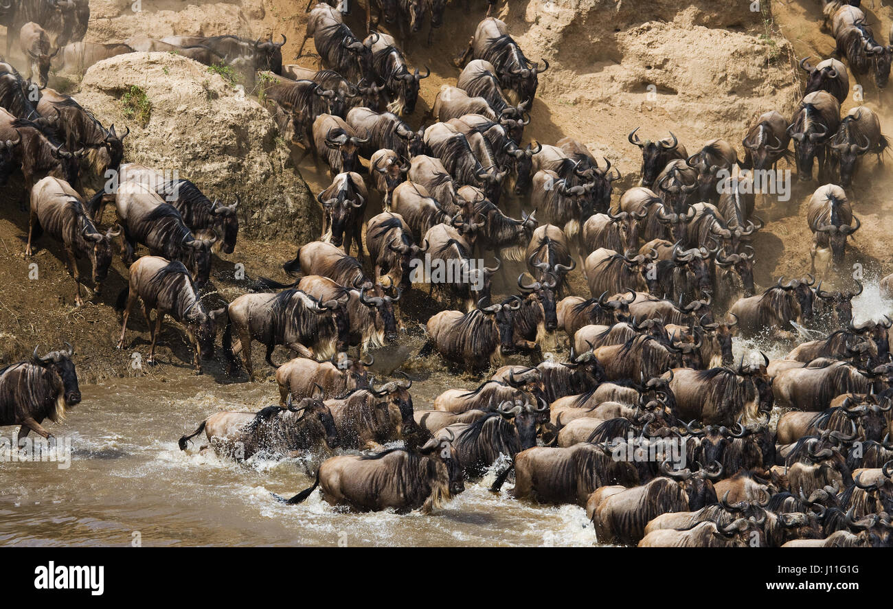 Wildebeests are crossing Mara river. Great Migration. Kenya. Tanzania ...